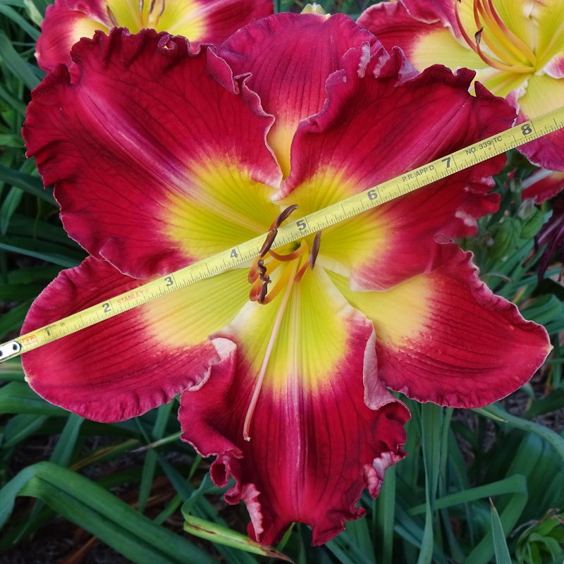 Previous Intro’s N – Z – Signature Daylilies