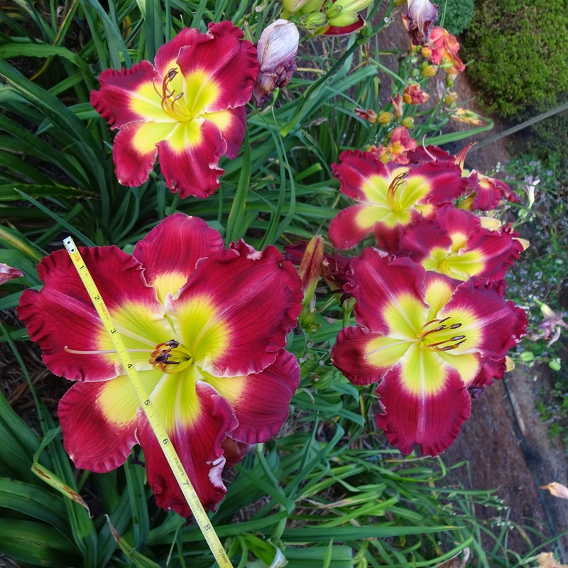 Previous Intro’s N – Z – Signature Daylilies